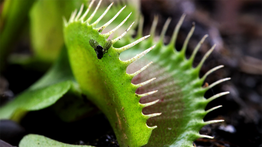 How breast cancer cells are like Venus flytraps | Cairns and Hinterland ...